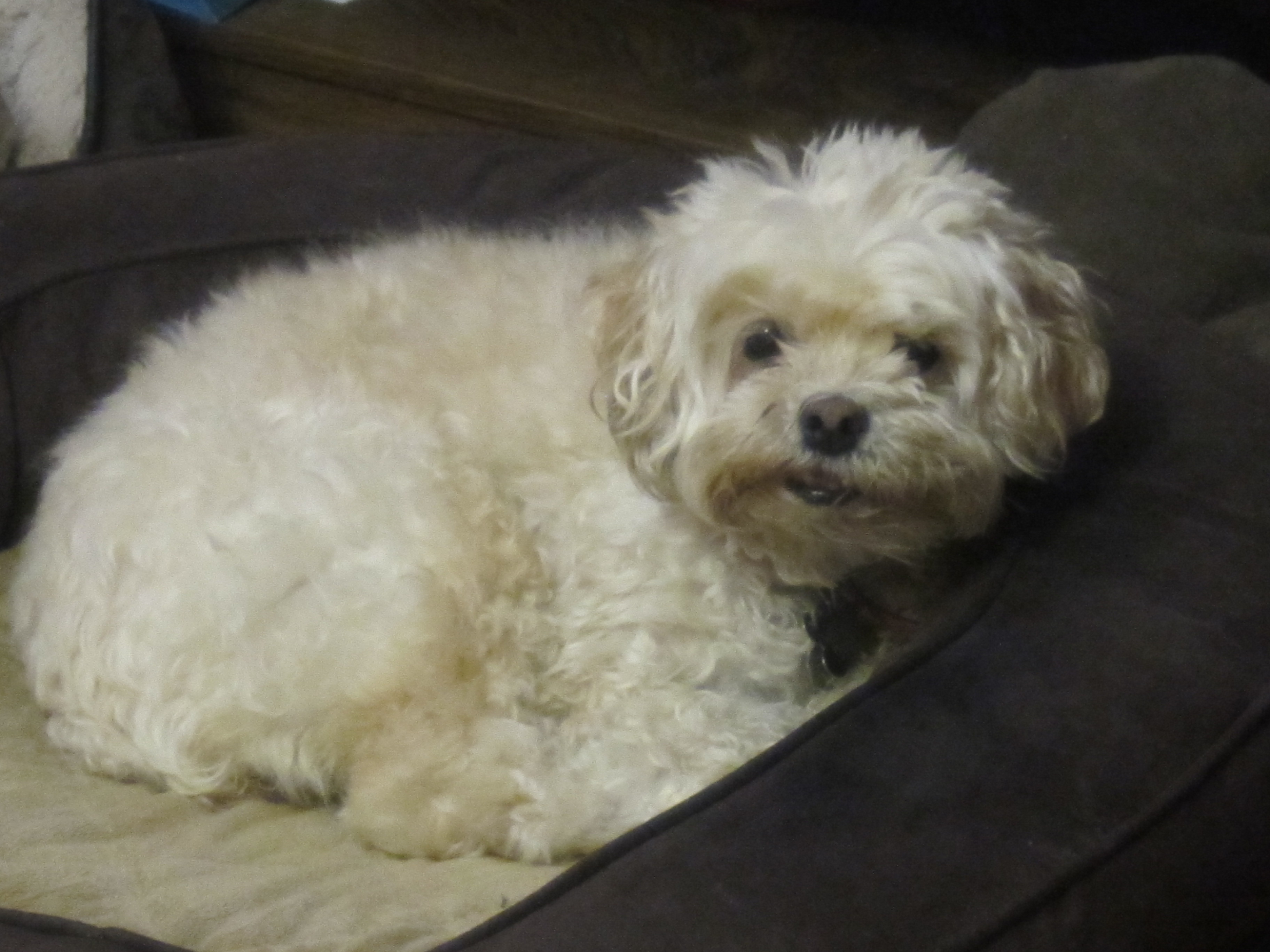 The Mumble Grumble Prayers | rachelmankowitz